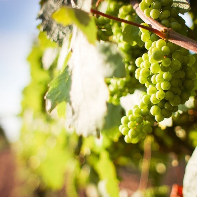 Sorte grozdja - Autohtone i najpoznatije svetske sorte 2022