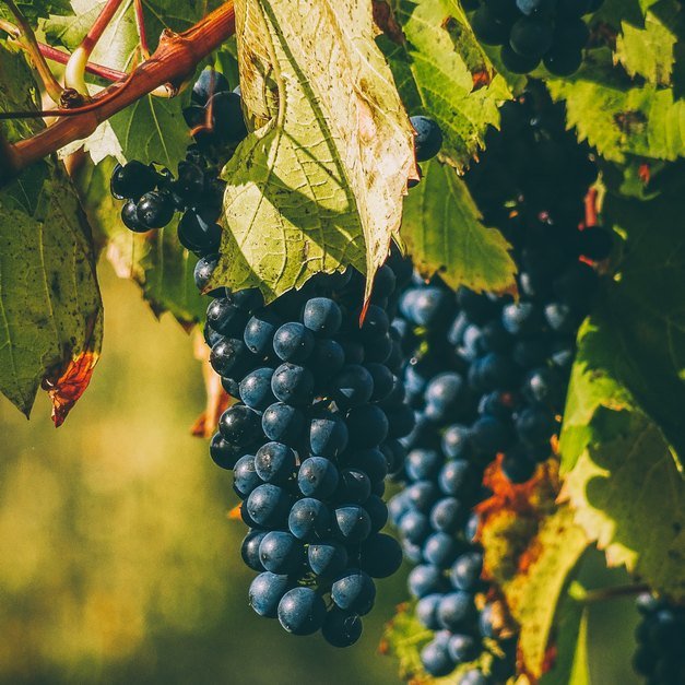 Sorte grozdja - Autohtone i najpoznatije svetske sorte 2022