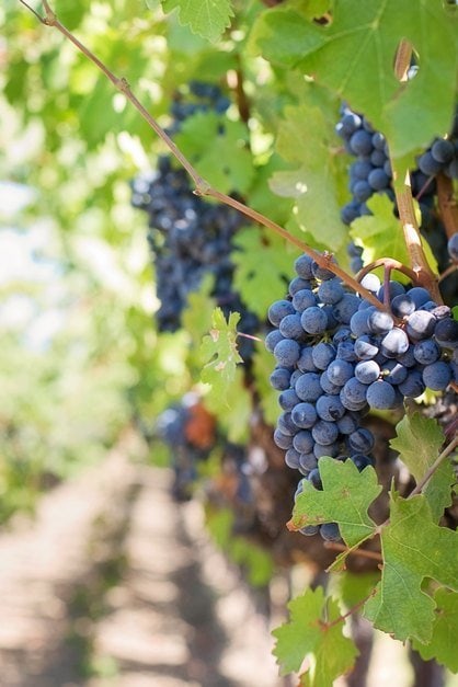 Sorte grozdja - Autohtone i najpoznatije svetske sorte 2022