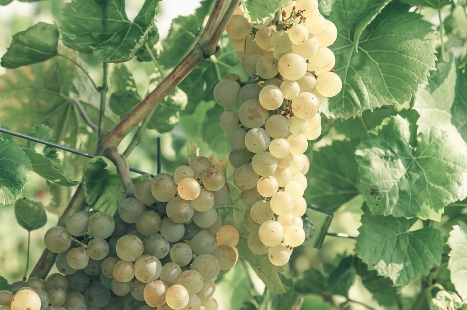 Sorte grozdja - Autohtone i najpoznatije svetske sorte 2022