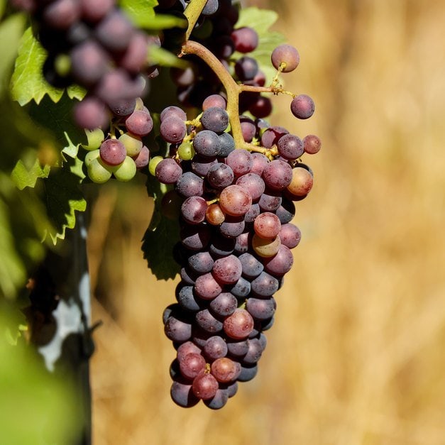 Sorte grozdja - Autohtone i najpoznatije svetske sorte 2022